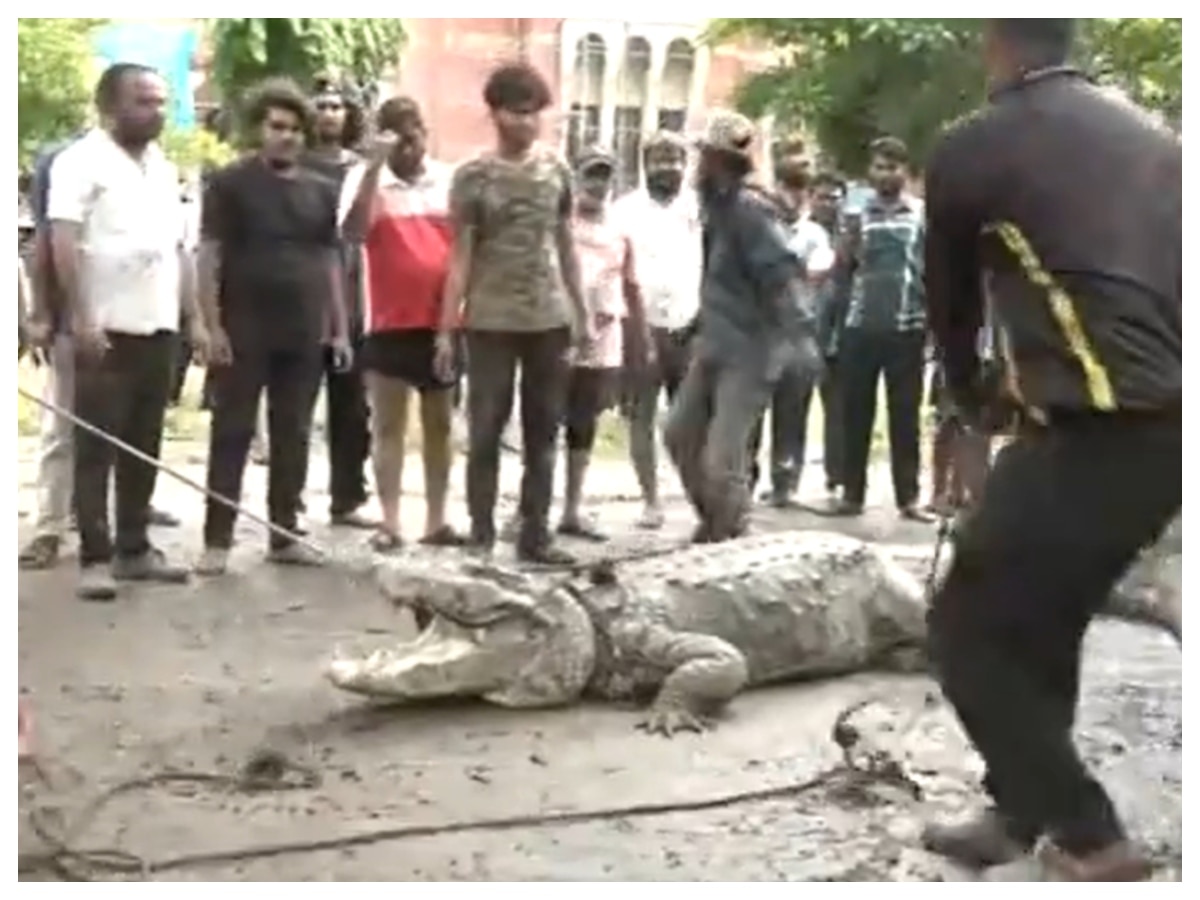 वडोदरा में बाढ़ के साथ मगरमच्छों का आतंक, सड़क-पार्क तो छोड़िए छत पर भी ...