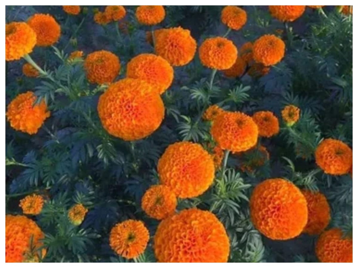 पूजा-पाठ ही नहीं बल्कि कई रोगों के लिए किसी रामबाण से कम नहीं गेंदा का ...