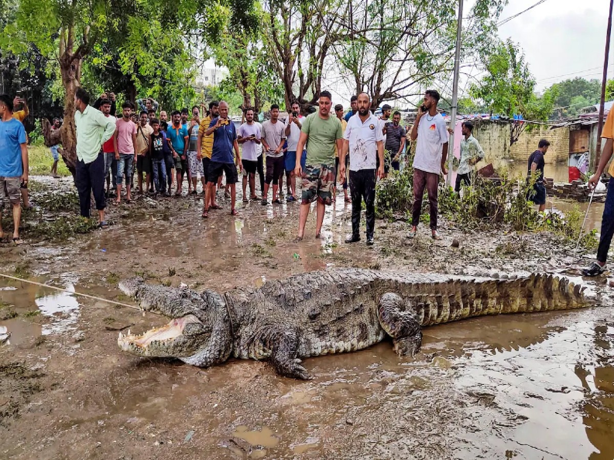 वडोदरा में बाढ़ के साथ मगरमच्छों का आतंक, सड़क-पार्क तो छोड़िए छत पर भी ...