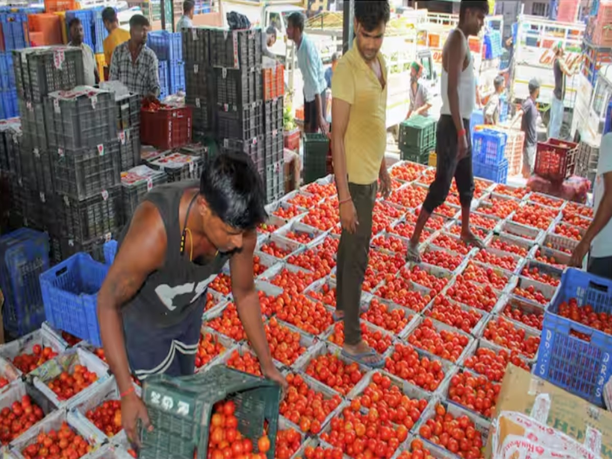 Tomatoes Selling At Rs 50 Per Kg In Delhi, Noida, Gurugram, Mumbai; Check How And Where To Buy ...