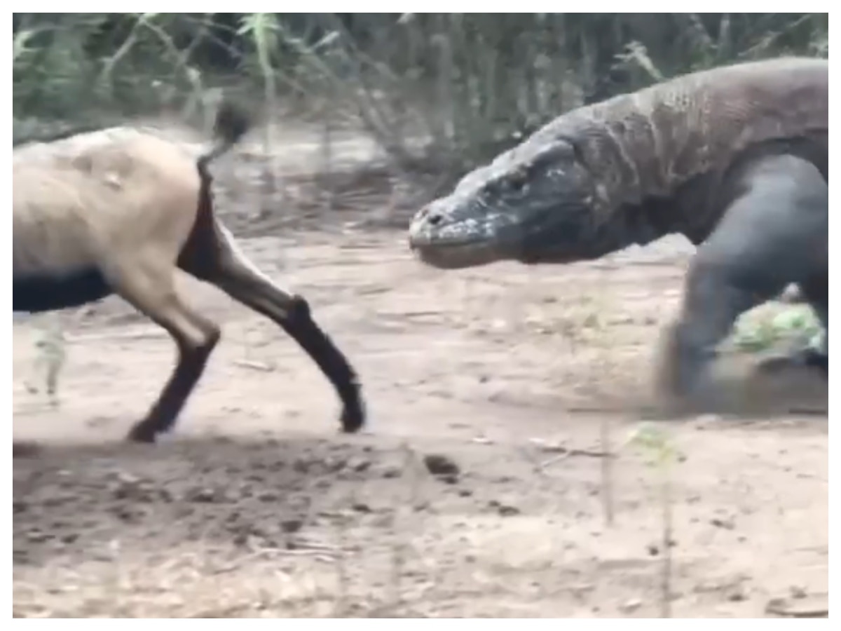 बकरी देखते ही झपट पड़ा दैत्य जानवर, मुंह से पकड़ा और ले गया मांद में | Photos