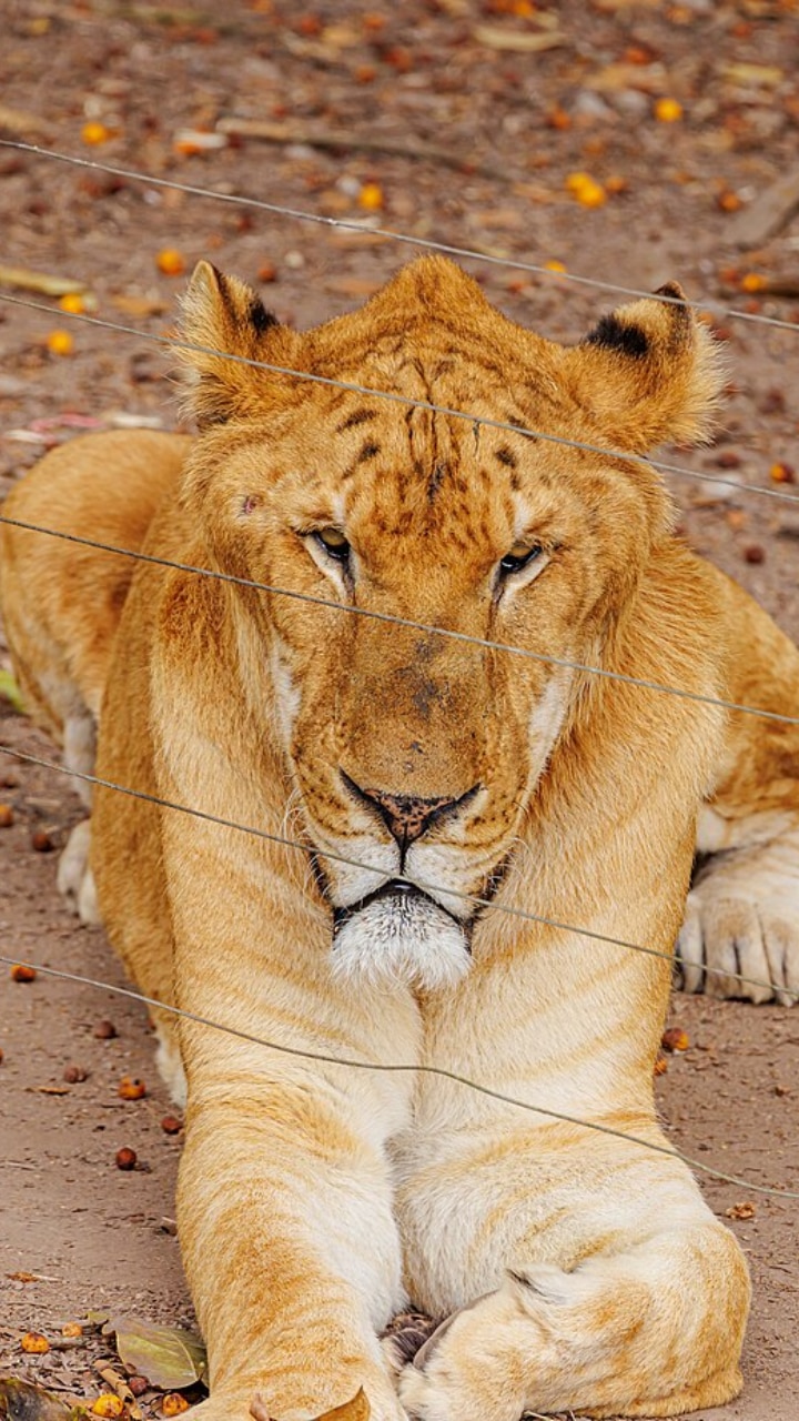 7 strange animals created by humans