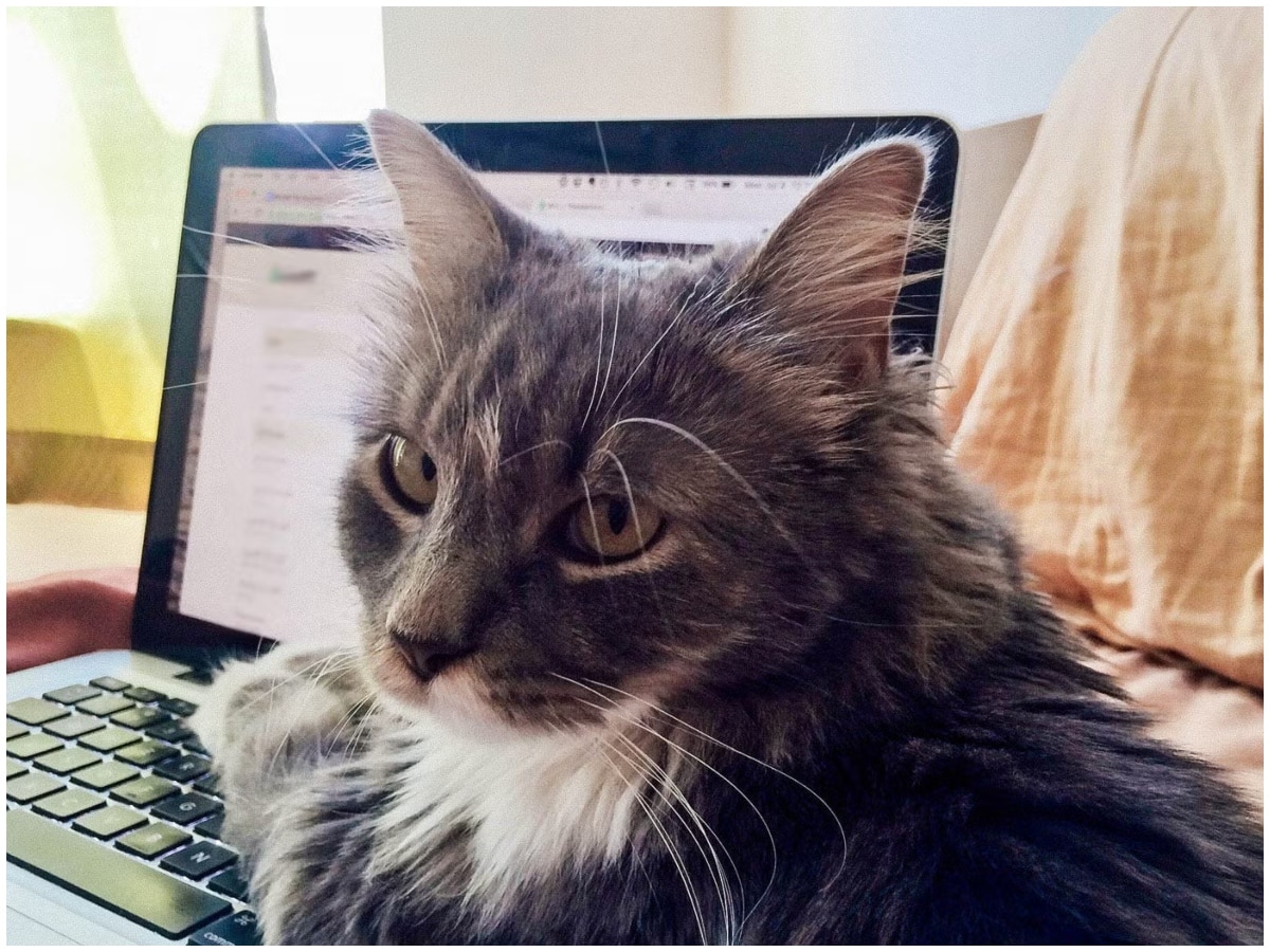 दुनिया की पहली कंपनी जहां बिल्लियों को मिलती है नौकरी, यहां की बॉस भी ...