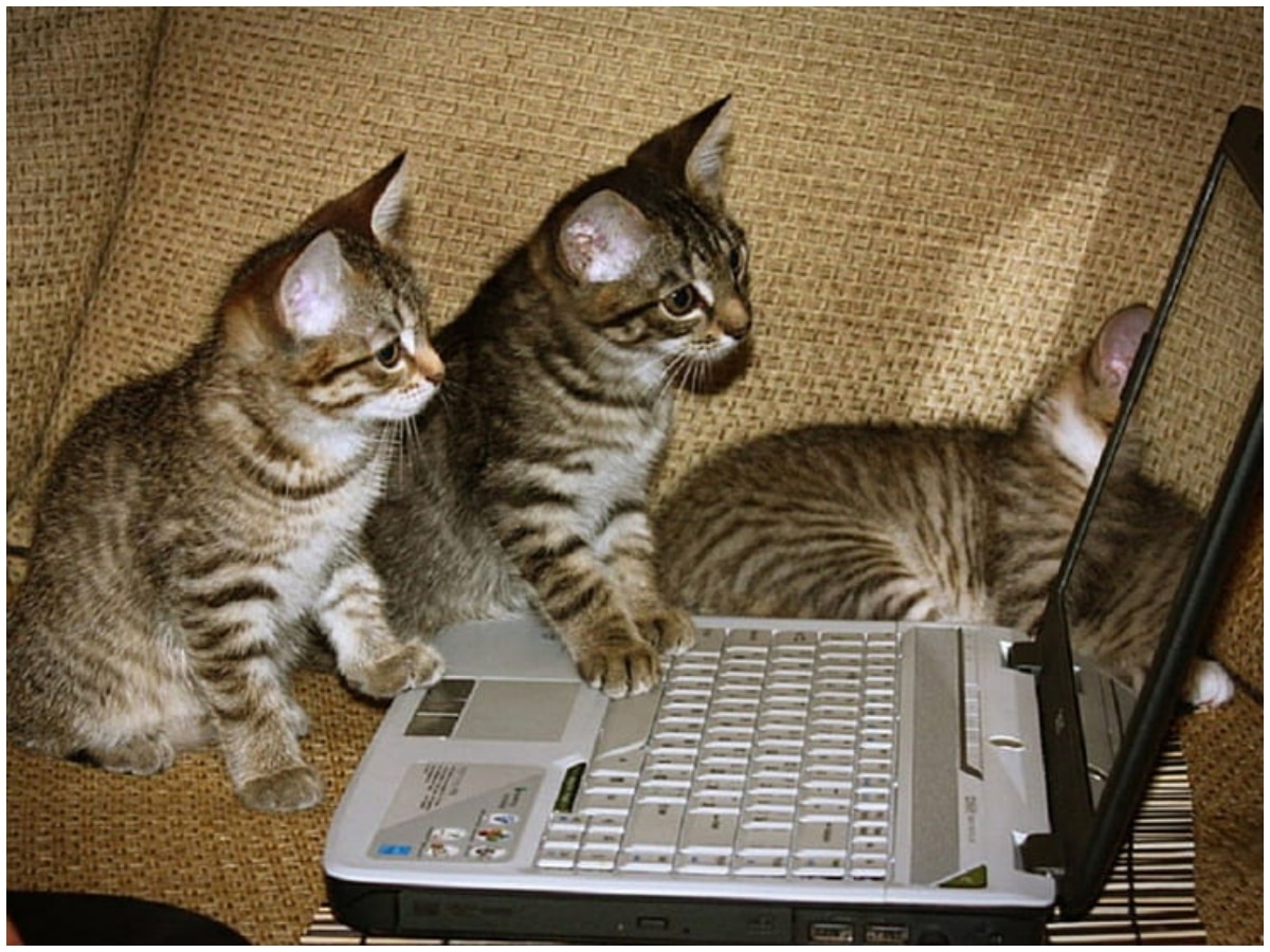 दुनिया की पहली कंपनी जहां बिल्लियों को मिलती है नौकरी, यहां की बॉस भी ...