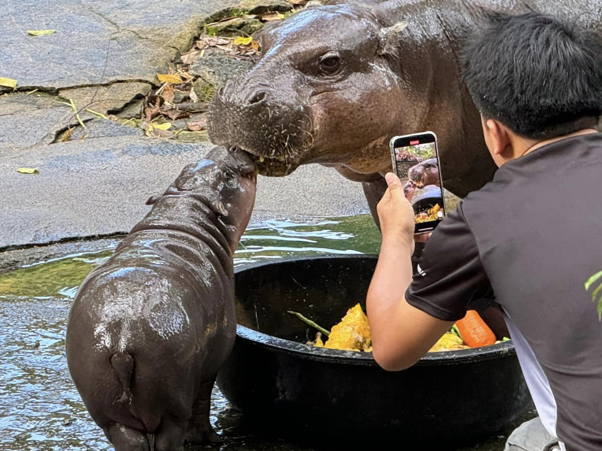 Moo-Deng : इंटरनेट पर क्यों वायरल हो रहा है थाईलैंड का ये बेबी Hippo ...