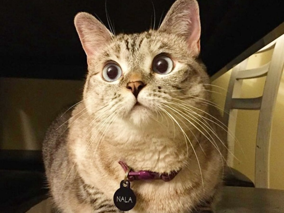 Meet world's richest cat, who earns Rs 13,00,000 from one Instagram ...