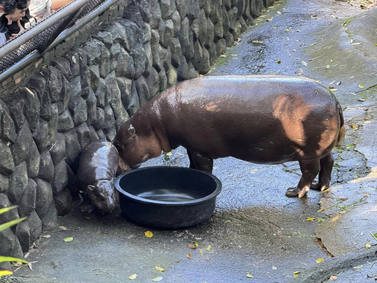 Moo-Deng : इंटरनेट पर क्यों वायरल हो रहा है थाईलैंड का ये बेबी Hippo ...