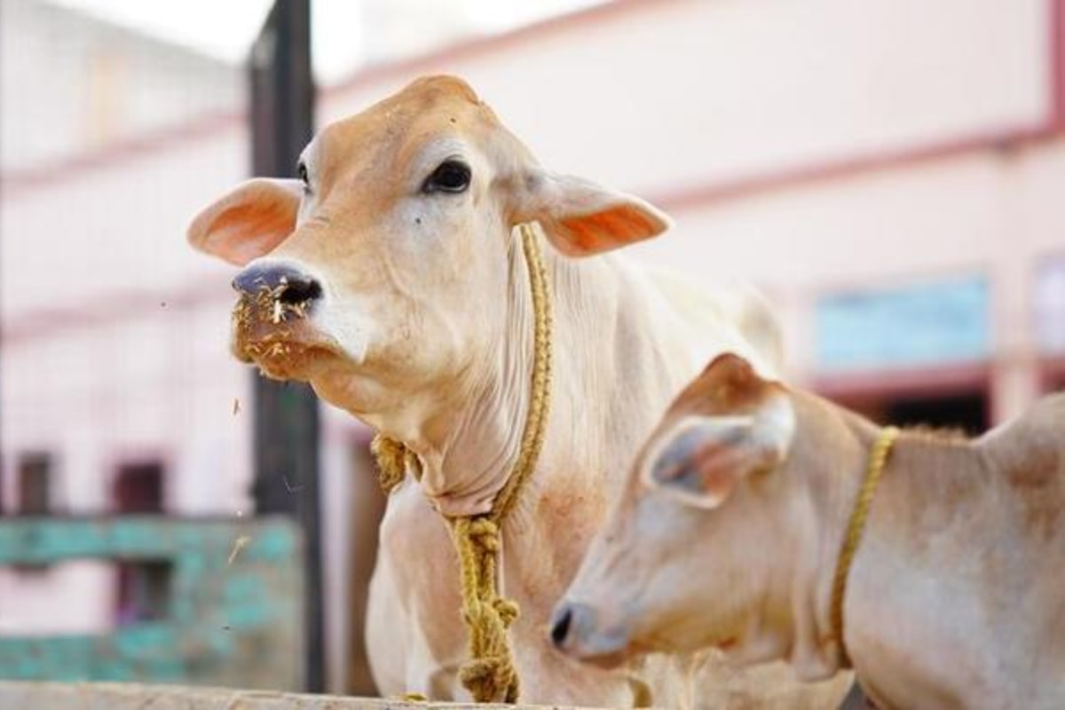 Title of ‘Rajya Mata’ conferred upon indigenous cows by this state