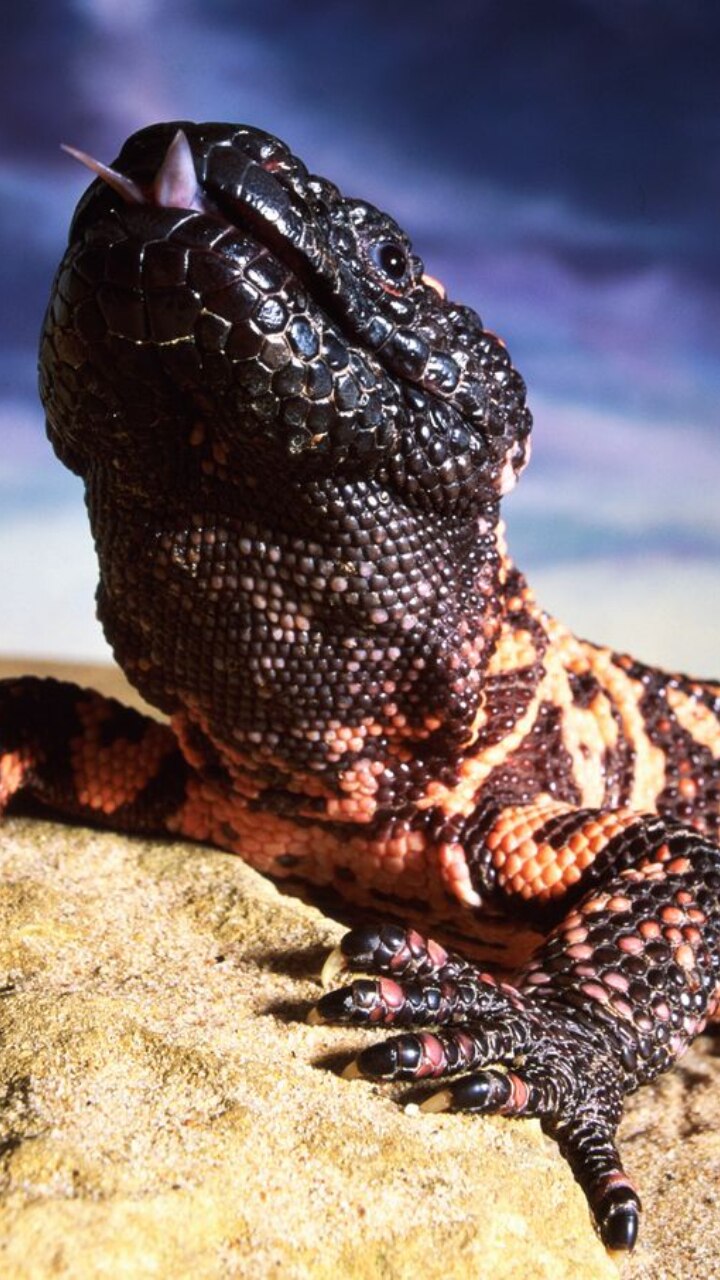 7 Largest and deadliest reptiles in the world