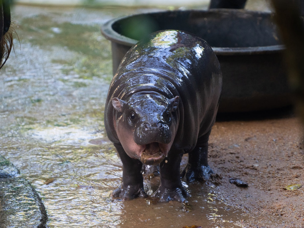 Moo-Deng : इंटरनेट पर क्यों वायरल हो रहा है थाईलैंड का ये बेबी Hippo ...