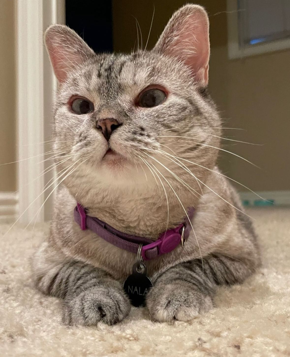 Meet world's richest cat, who earns Rs 13,00,000 from one Instagram ...