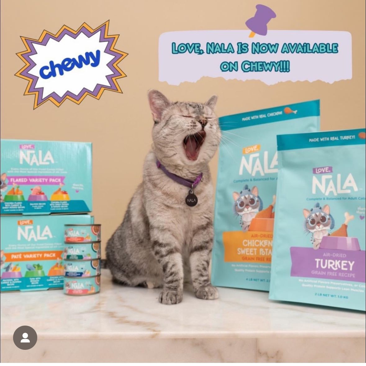 Meet world's richest cat, who earns Rs 13,00,000 from one Instagram ...