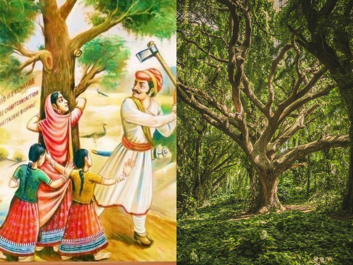 कौन थीं अमृता देवी, जिनके साथ 363 लोग कटकर मर गए पेड़ों को बचाने के लिए