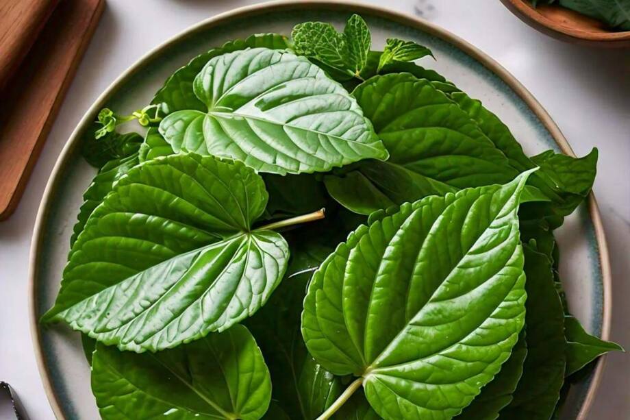 Betel Leaf Eating Benefits Latest News Videos And Photos On Betel Leaf Eating Benefits