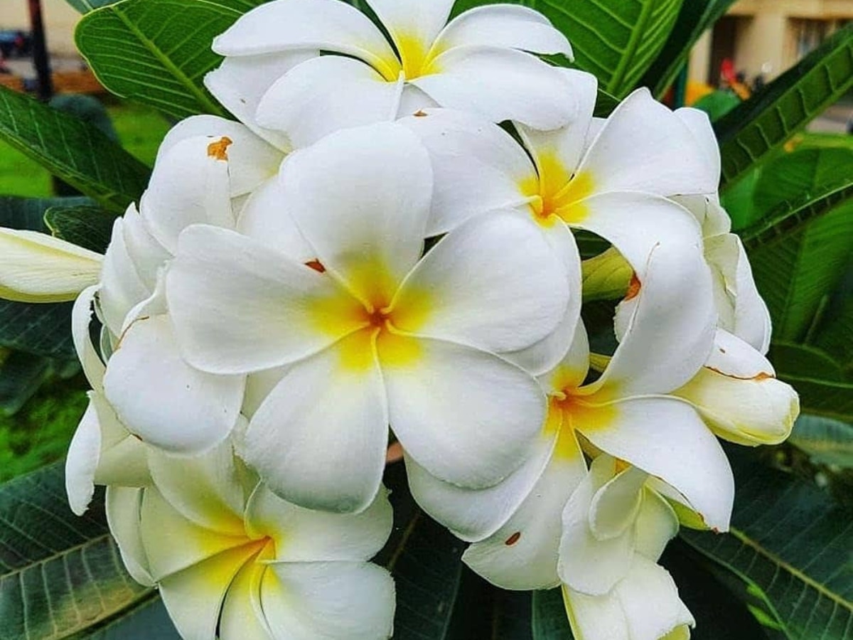 सिर दर्द और बुखार के लिए रामबाण है ये फूल, गंदे कफ को निचोड़कर निकाल ...