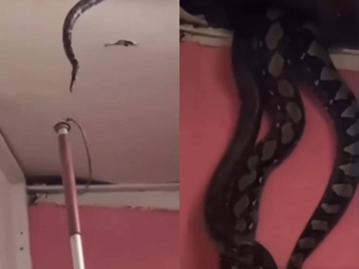 Azgar Ka Video: छत की सीलिंग में छिपे थे दो विशालकाय अजगर, देखते ही ...