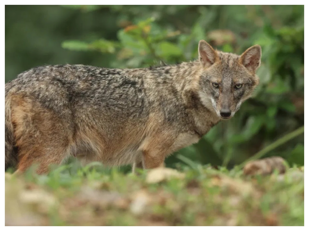 UP: After Wolf attacks in Bahraich, Three People Injured In Jackal ...