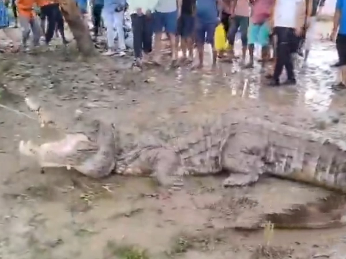 Magarmach Ka Video: भारी बारिश के बीच वडोदरा में बचाए गए 24 मगरमच्छ, एक ...