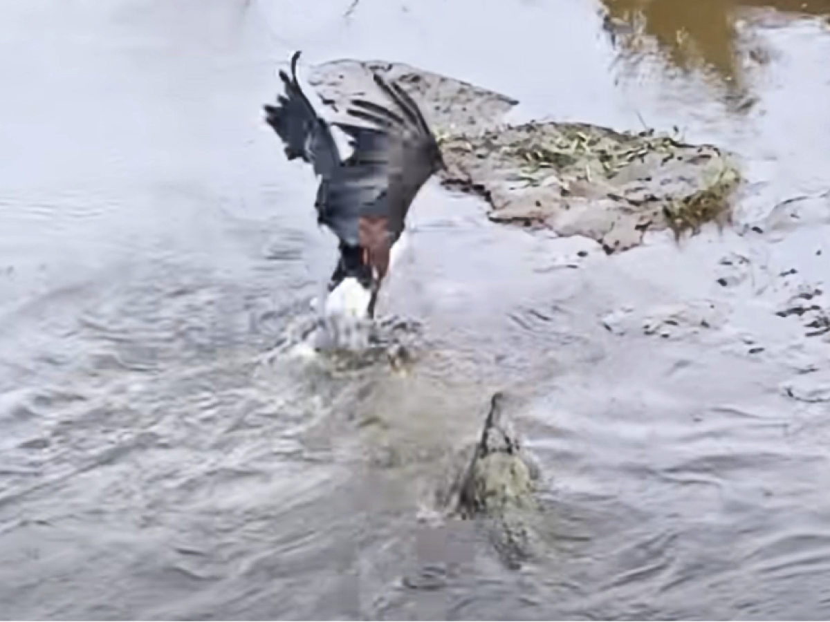 Magarmach Ka Video: मगरमच्छ के आगे बाज की एक ना चली, पानी में जो हो गया ...