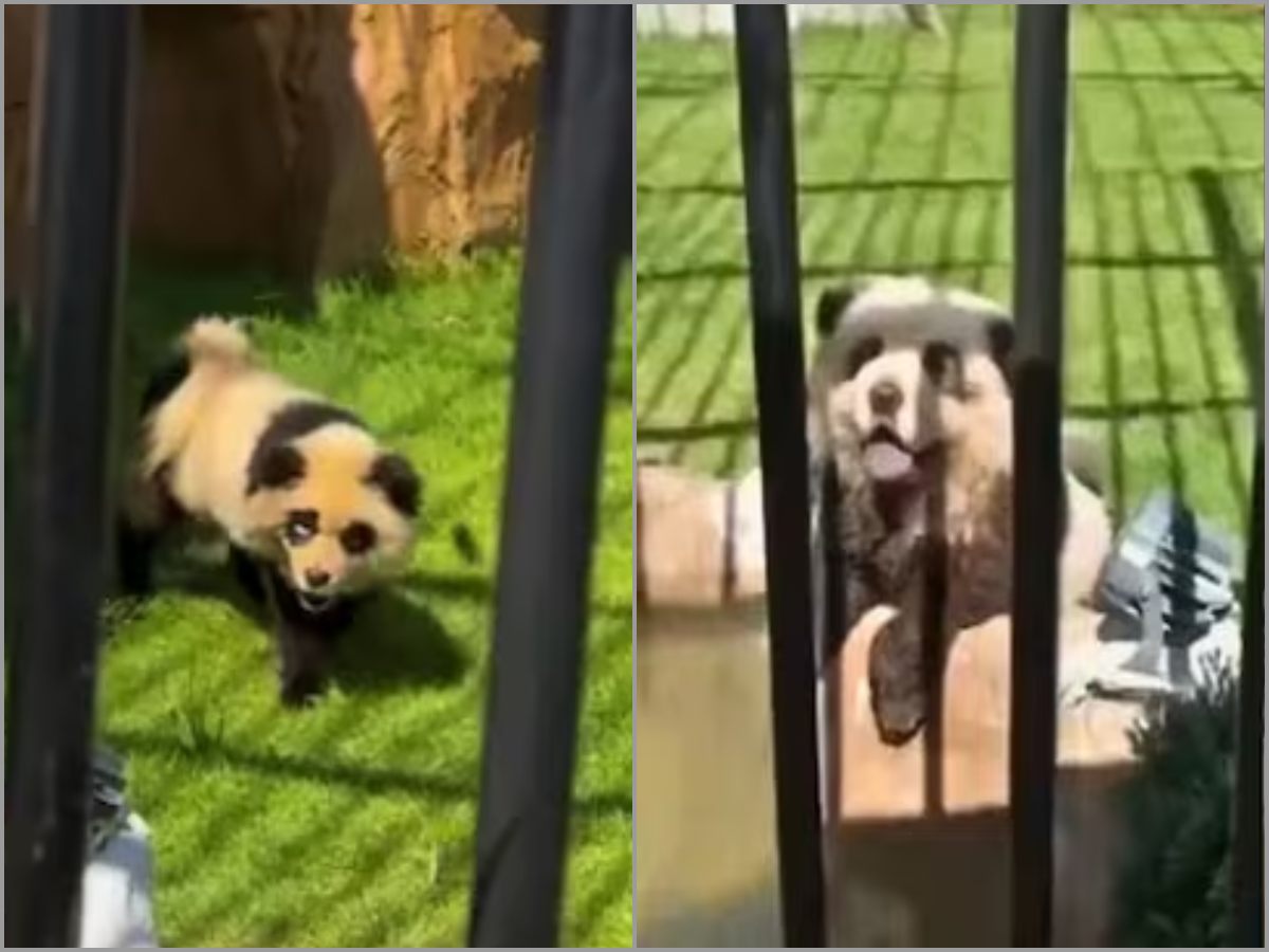 मेड इन चाइना! Zoo में अचानक भौंकने लगे पांडा, दर्शक भी हैरान... फिर हुआ ...