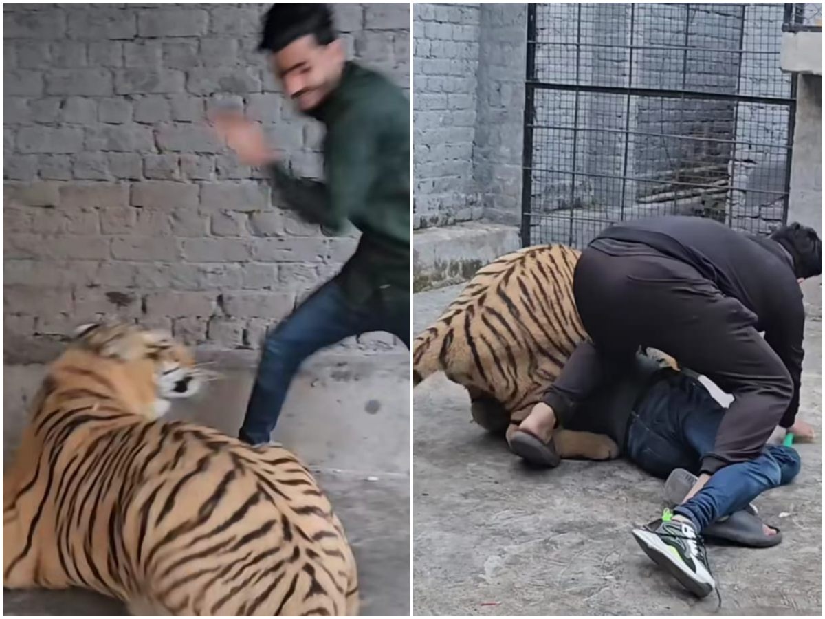 Tiger Ka Video: टाइगर को 'कुत्ता' समझकर मस्ती कर रहा था शख्स, फिर पड़ गए लेने के देने | देखें वीडियो