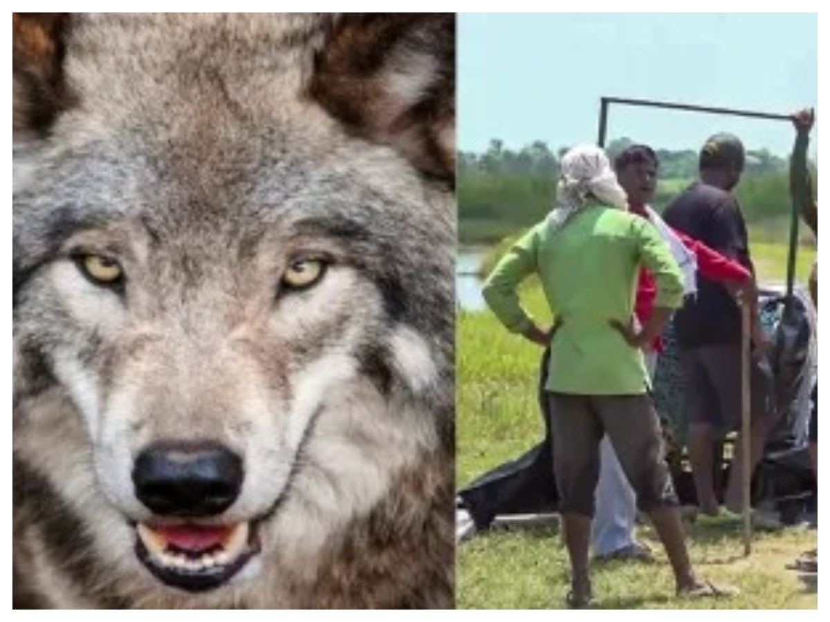 ले रहे हैं बच्चों की मौत का बदला, UP में इसलिए आदमखोर बने भेड़िए, ये है ...