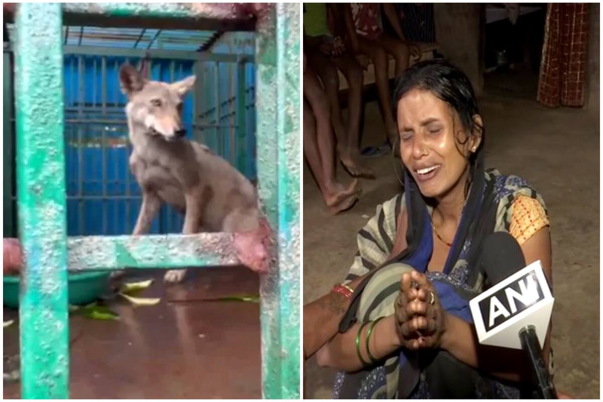 Wolf Attack Victims How Wolves Hunt Living With Wolves