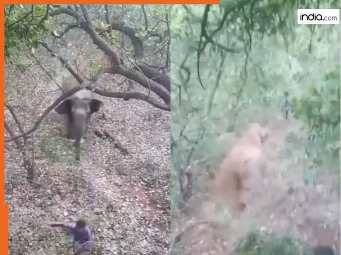 Hathi Ka Video: अचानक हाथी के रडार पर आ गया शख्स, फिर जंगल में जो हुआ ...