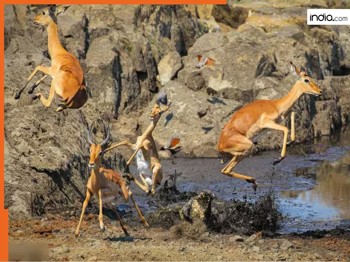 Magarmach Ka Video: हिरणी को खाने ही वाला था मगरमच्छ, तभी पता चली ऐसी ...