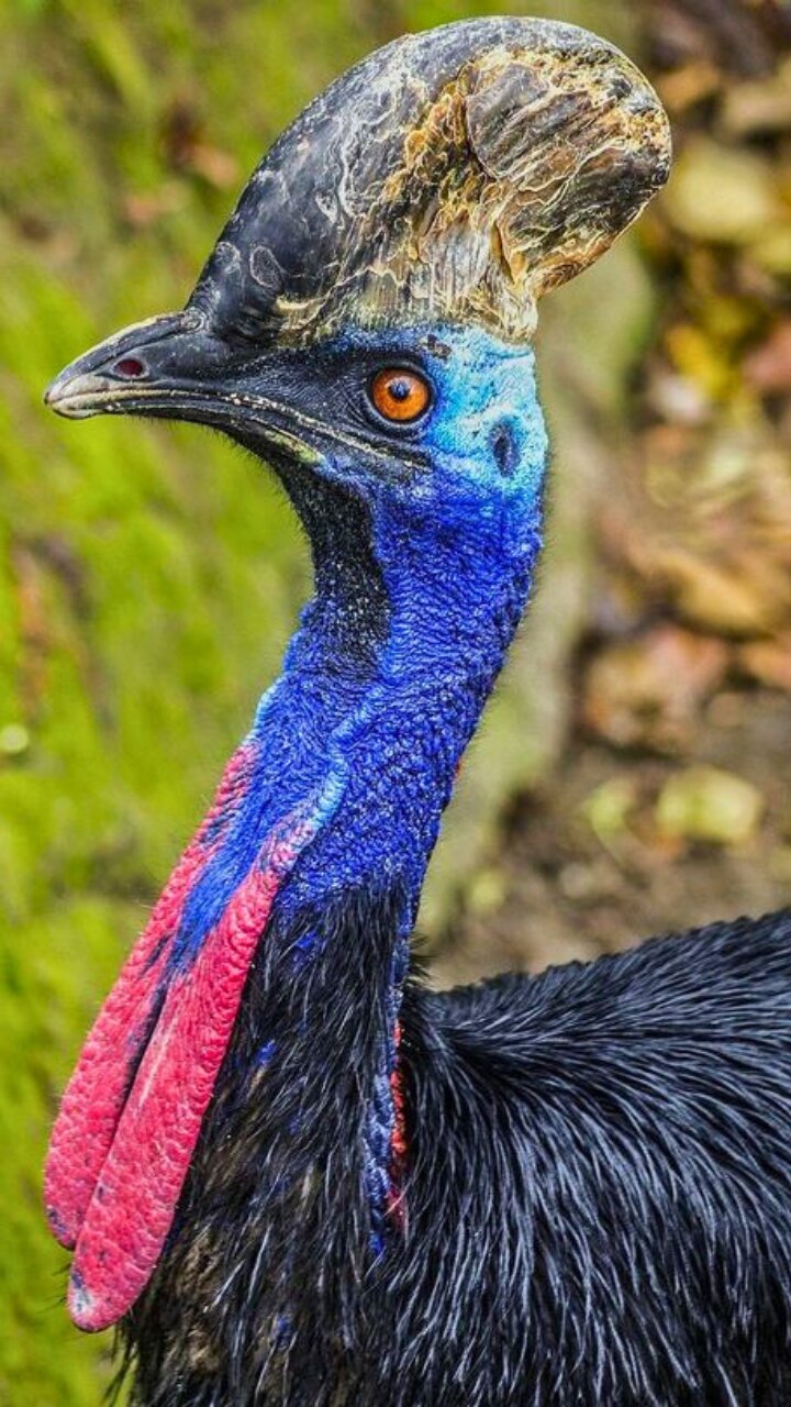 5 deadliest birds in the world