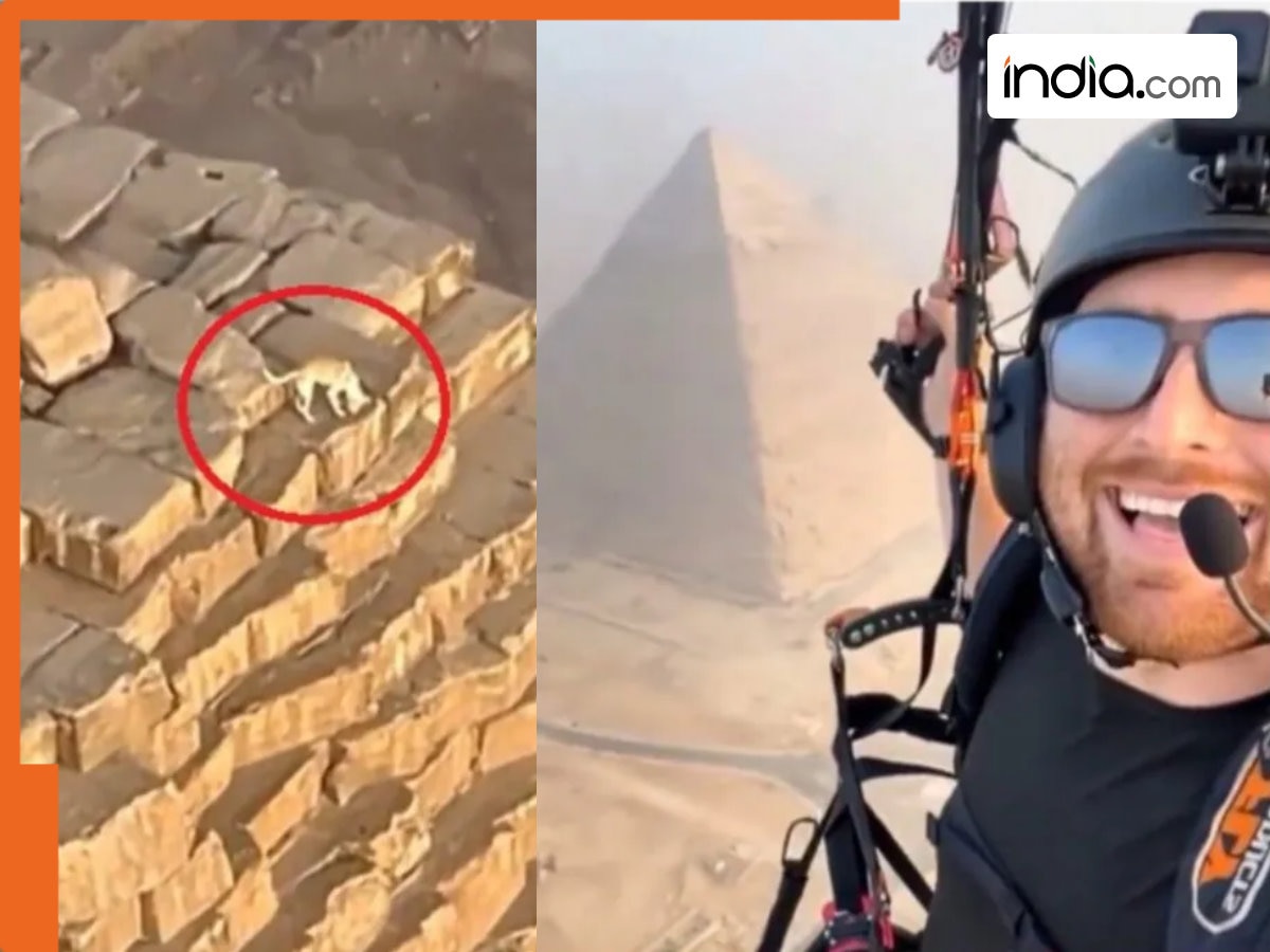 Dog On Pyramid Video : पिरामिड ऑफ गीजा के टॉप पर चढ़ा आवारा कुत्ता ...