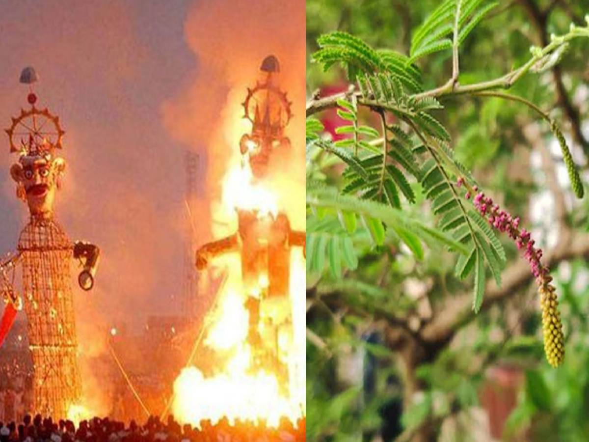 दशहरा के दिन क्यों होती है शमी की पूजा? इसके 5 फायदे बदल देंगे आपकी जिंदगी