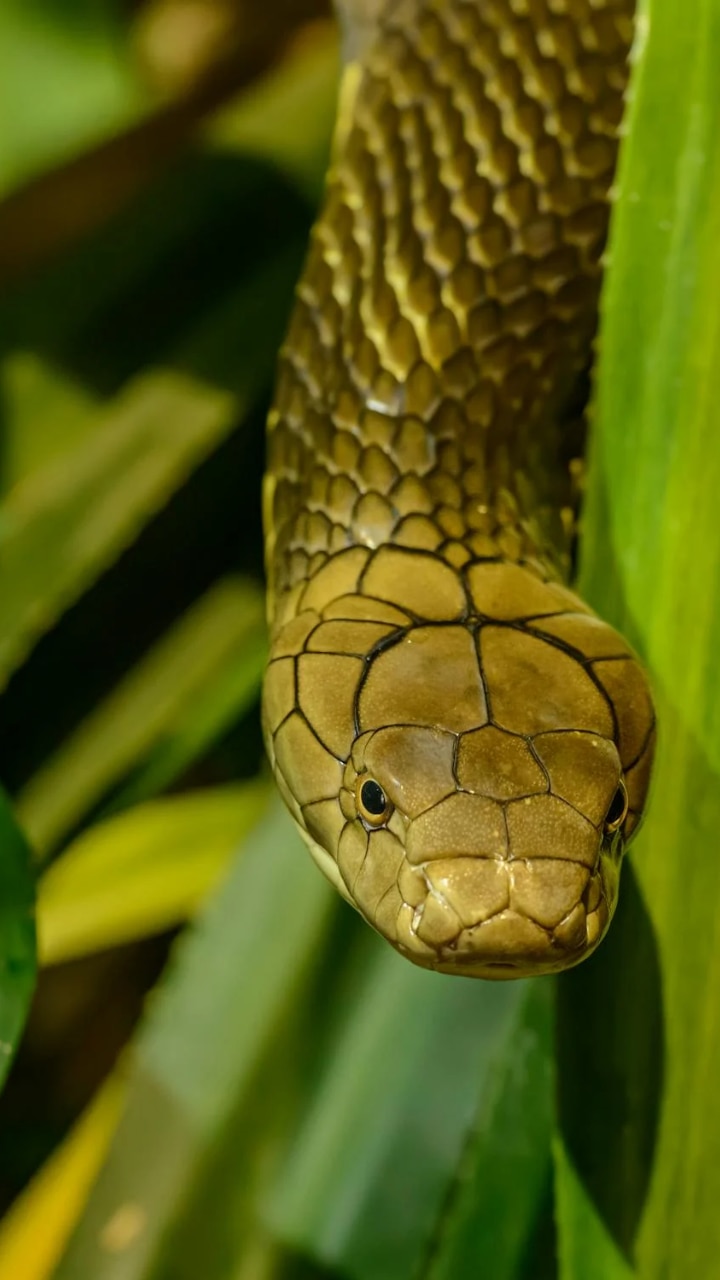 King Cobra vs Anaconda: Which is more dangerous?