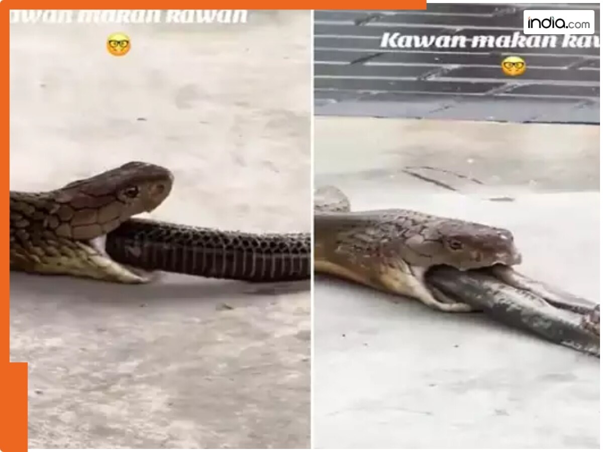 Sanp Ka Video: 'पहलवान' बन किंग कोबरा ने 3 सांपों को बनाया निवाला ...