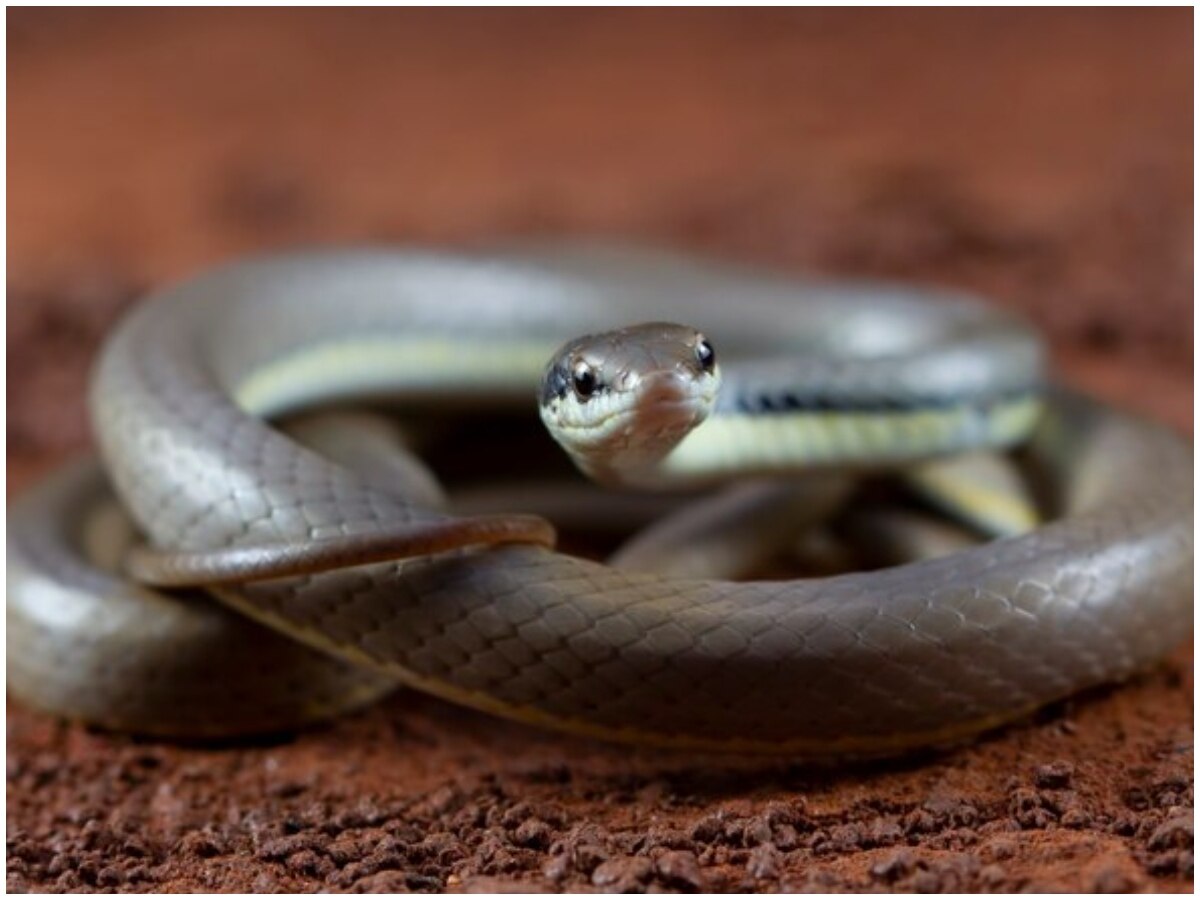ताकत बढ़ाने के लिए यहां के सैनिक पीते हैं सांप का खून, कोबरा को भी नहीं ...