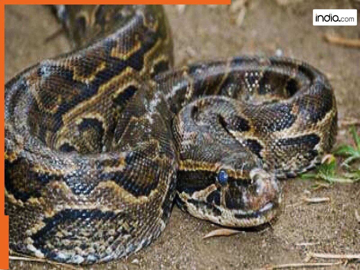 OMG! आगरा की कॉलोनी में अचानक निकल आया 15 फुट का अजगर, फिर जो हुआ यकीन ...