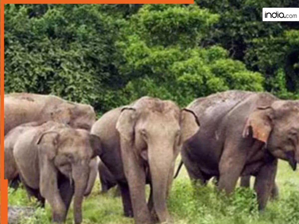 Hathi Ka Hamla: जंगल में अचानक करंट की चपेट में आ गए हाथी, शावक समेत ...