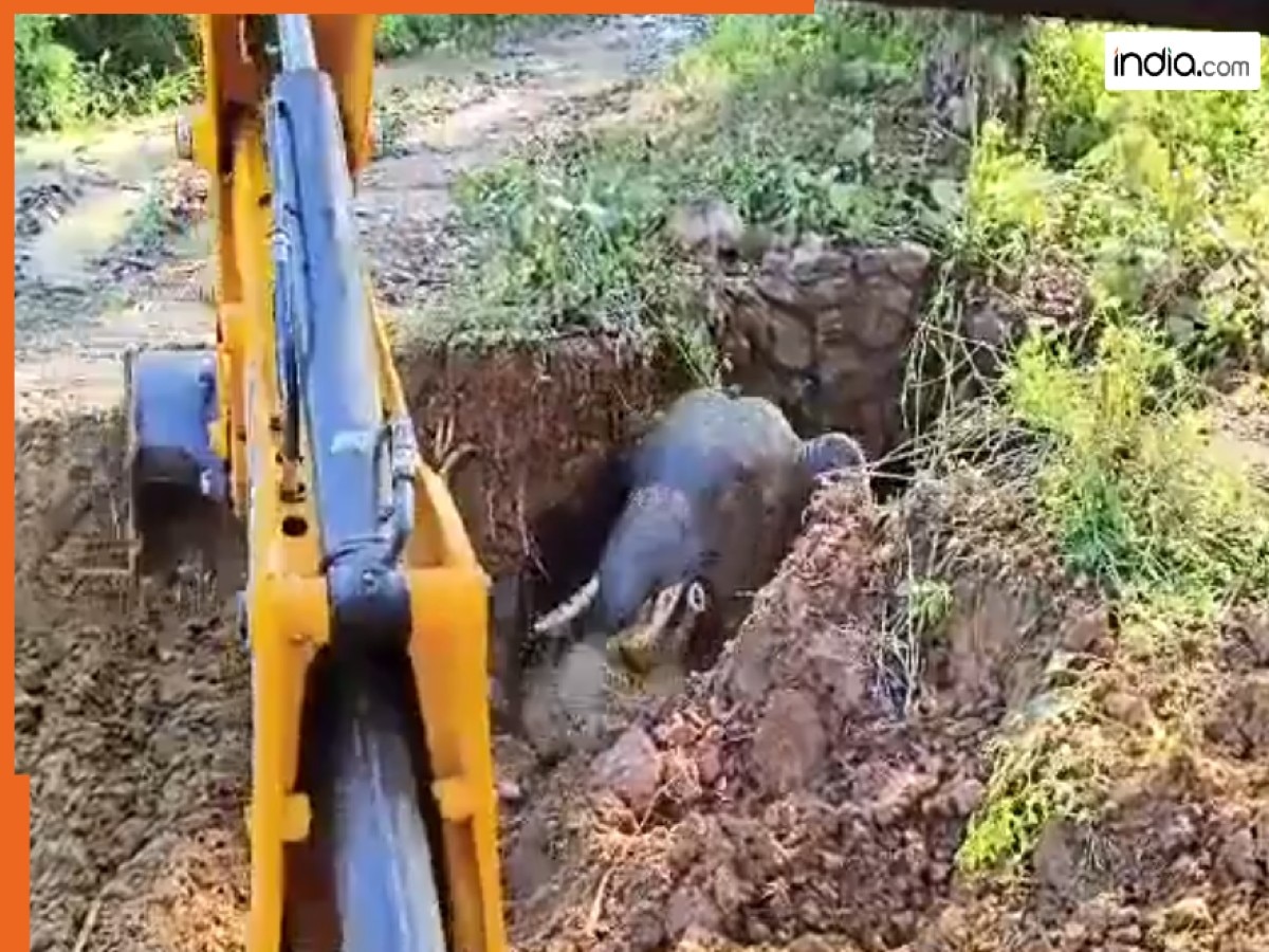 Hathi Ka Video: कुएं में गिरकर झुंड से अलग हो गया हाथी, फिर वन कर्मियों ...