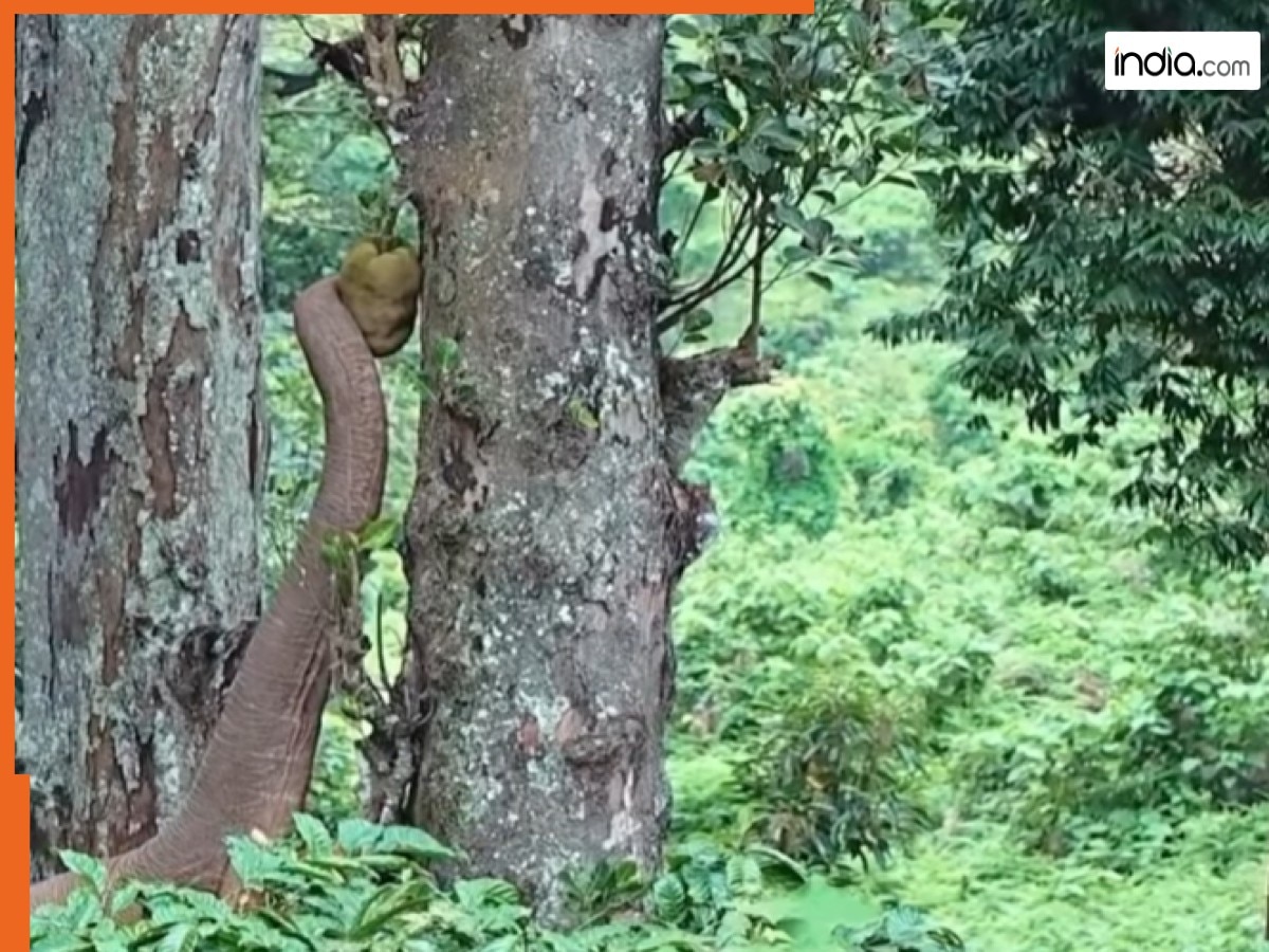Hathi Ka Video: कटहल को देखते ही ललचा गया हाथी, पेड़ के पास जाकर जो ...