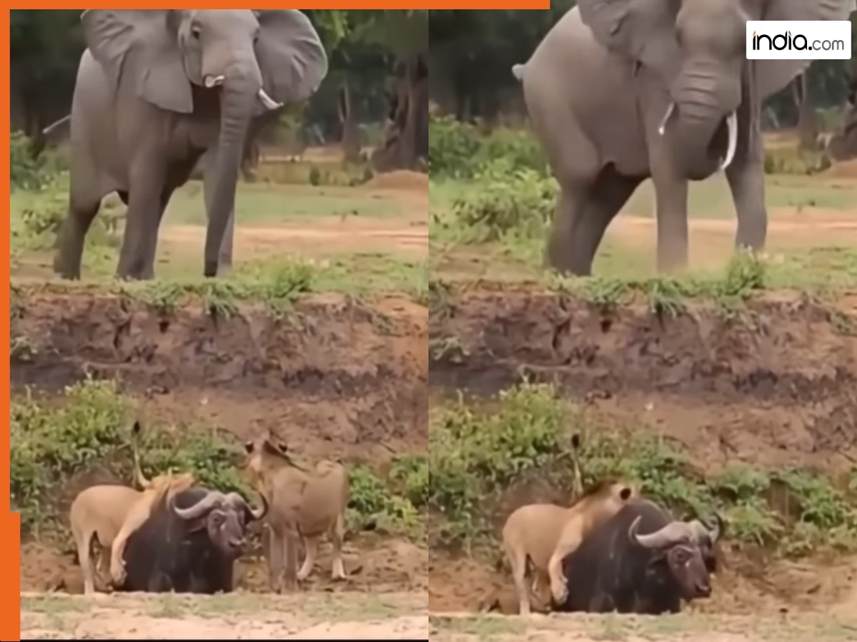 Sher Ka Video: भैंसे को घेरकर मारने लगा शेरों का झुंड, तभी आया हाथी और ...