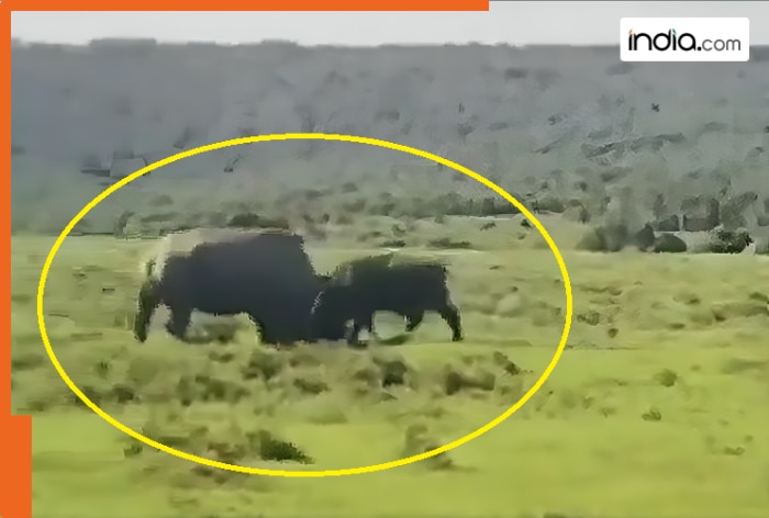 Rhino vs Buffalo: Who wins the epic showdown, video goes viral