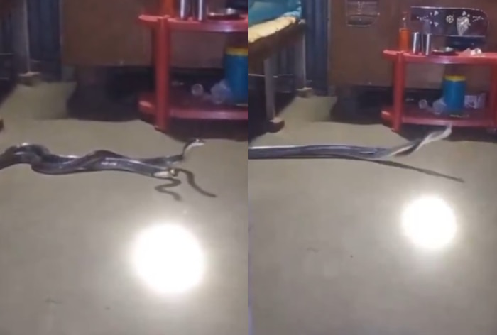 Viral video: Two venomous snakes found doing 'duel' under bed, netizens ...