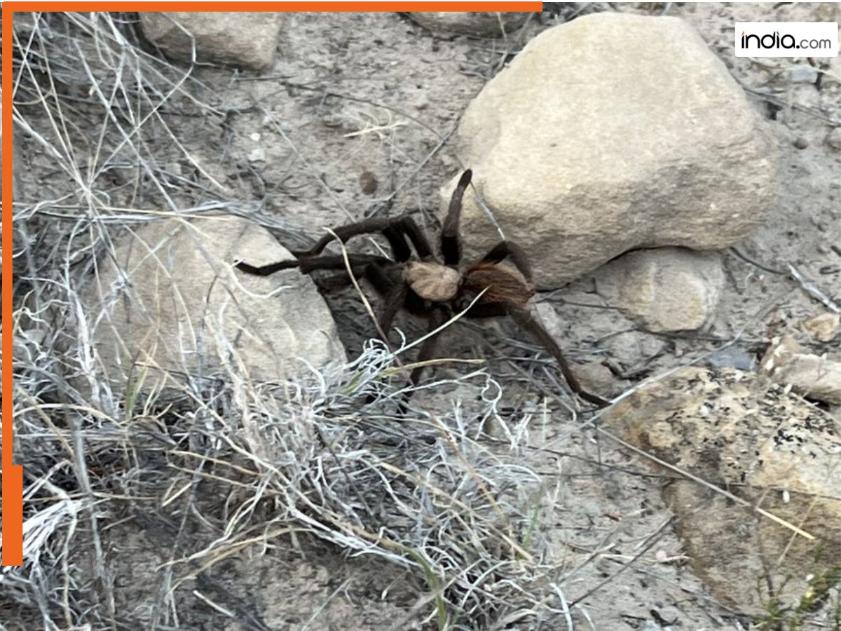 Viral Video: साथी की तलाश में सैकड़ों बड़ी मकड़ियां आई जंगल से बाहर ...