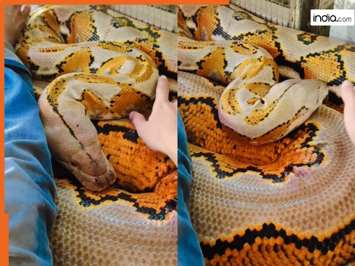 Azgar Ka Video: विशालकाय अजगर के शरीर पर बैठ गया बंदा, तभी जो दिखा रूह ...