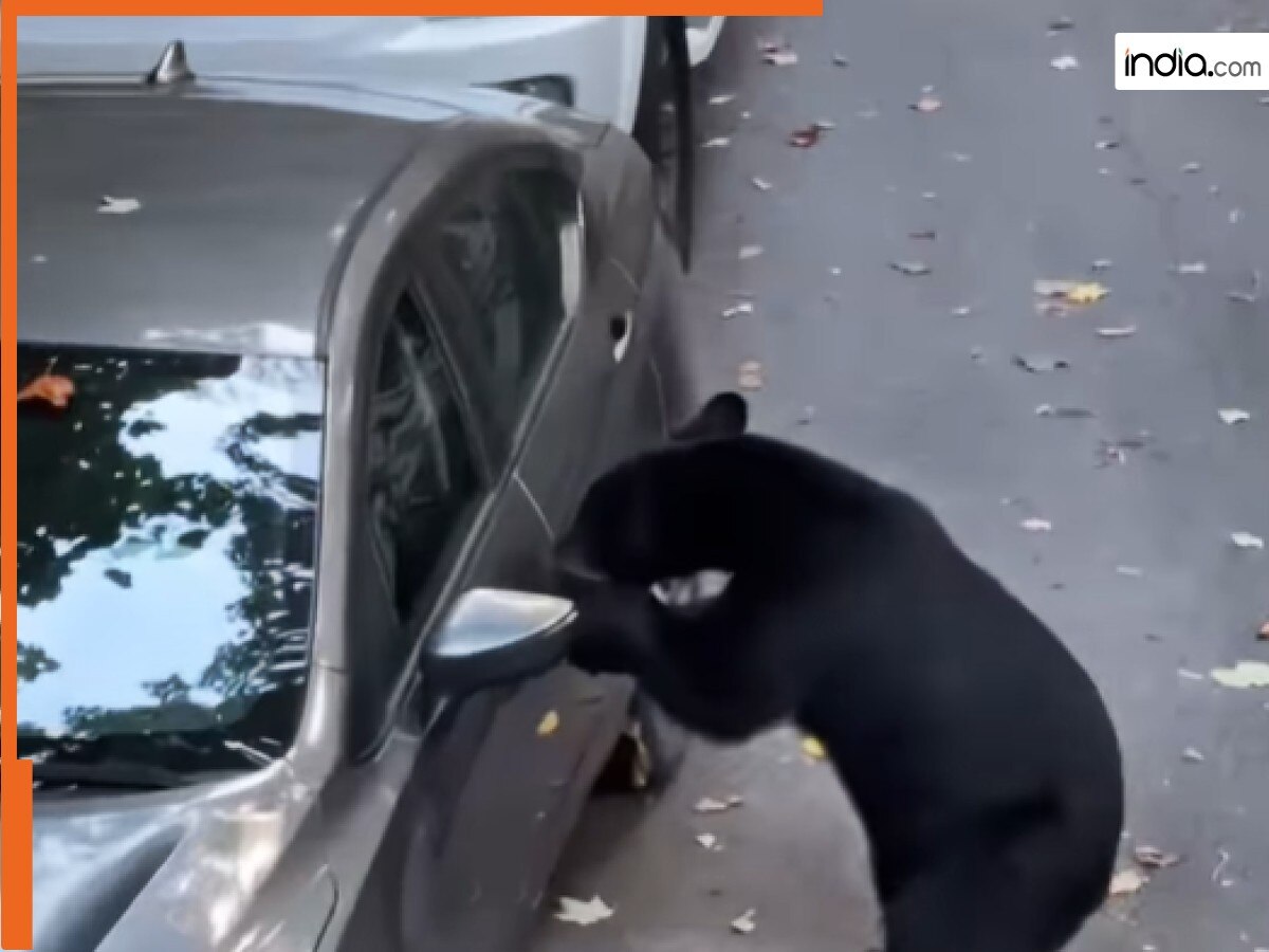 Bhalu Ka Video: चुपके से कार का गेट खोलकर बैठ गया भालू, फिर जो हुआ सोच ...