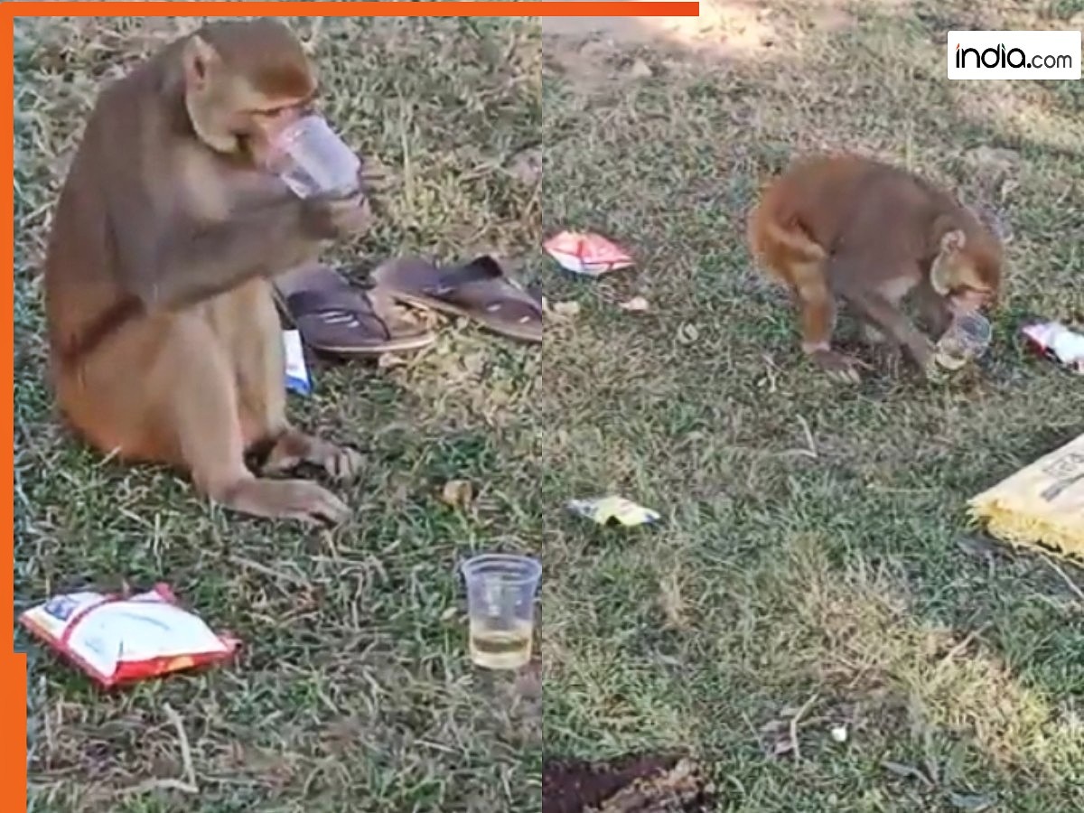 Bandar Ka Video: ऐसा शराबी बंदर नहीं देखा होगा, चखने के साथ गटकने लगा ...