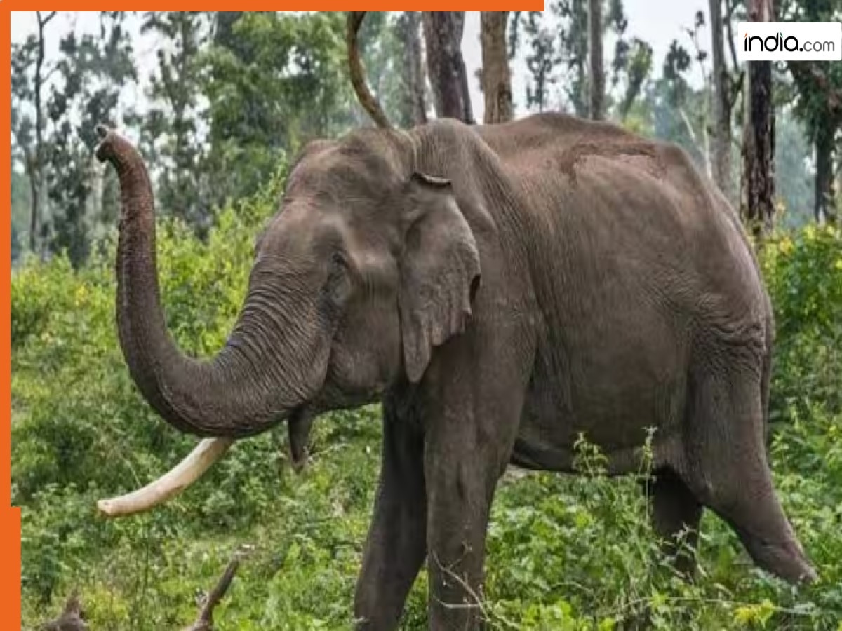 Hathi Ka Hamla: शौच गए शख्स पर जंगली हाथियों का अटैक, कुचलकर ले ली जान