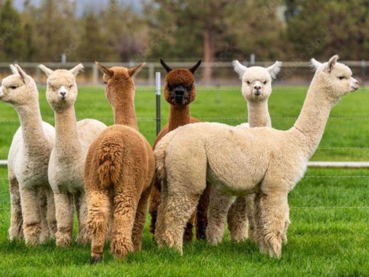 दुनिया के 8 सबसे खुशमिजाज जानवर, अपने चंचल व्यवहार से इंसानों को बना ...