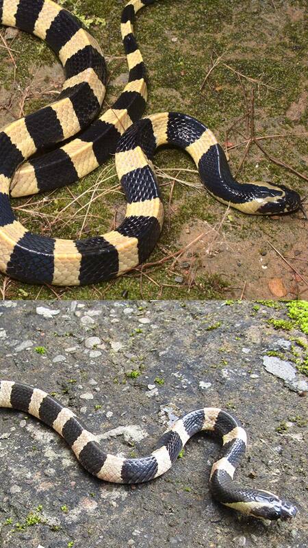 Poisonous Snakes In India