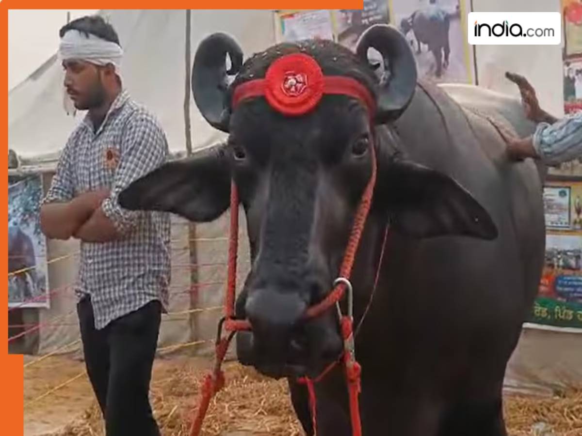 2 रोल्स रॉयस के बराबर है 1500 kg वजनी इस भैंसे की कीमत, रोजाना बादाम ...